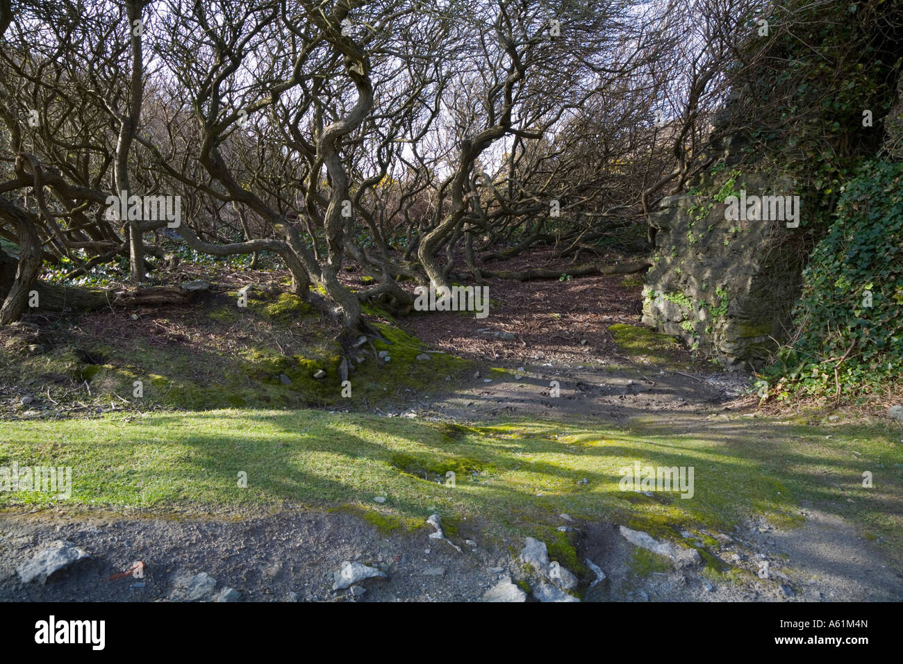 Cornish woodland with twisted trees Stock Photo - Alamy