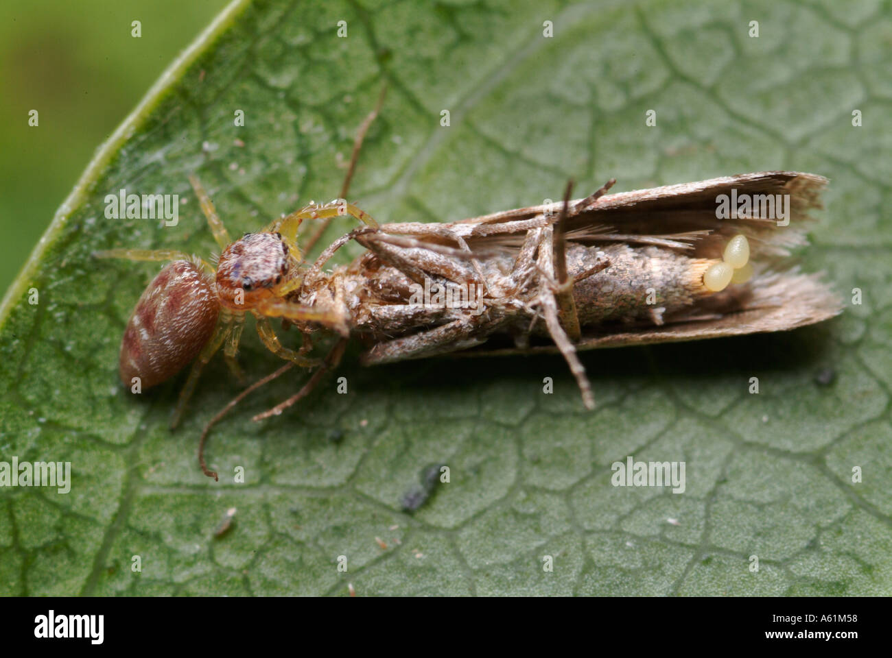jumping spider with prey spiders insects bugs Stock Photo - Alamy