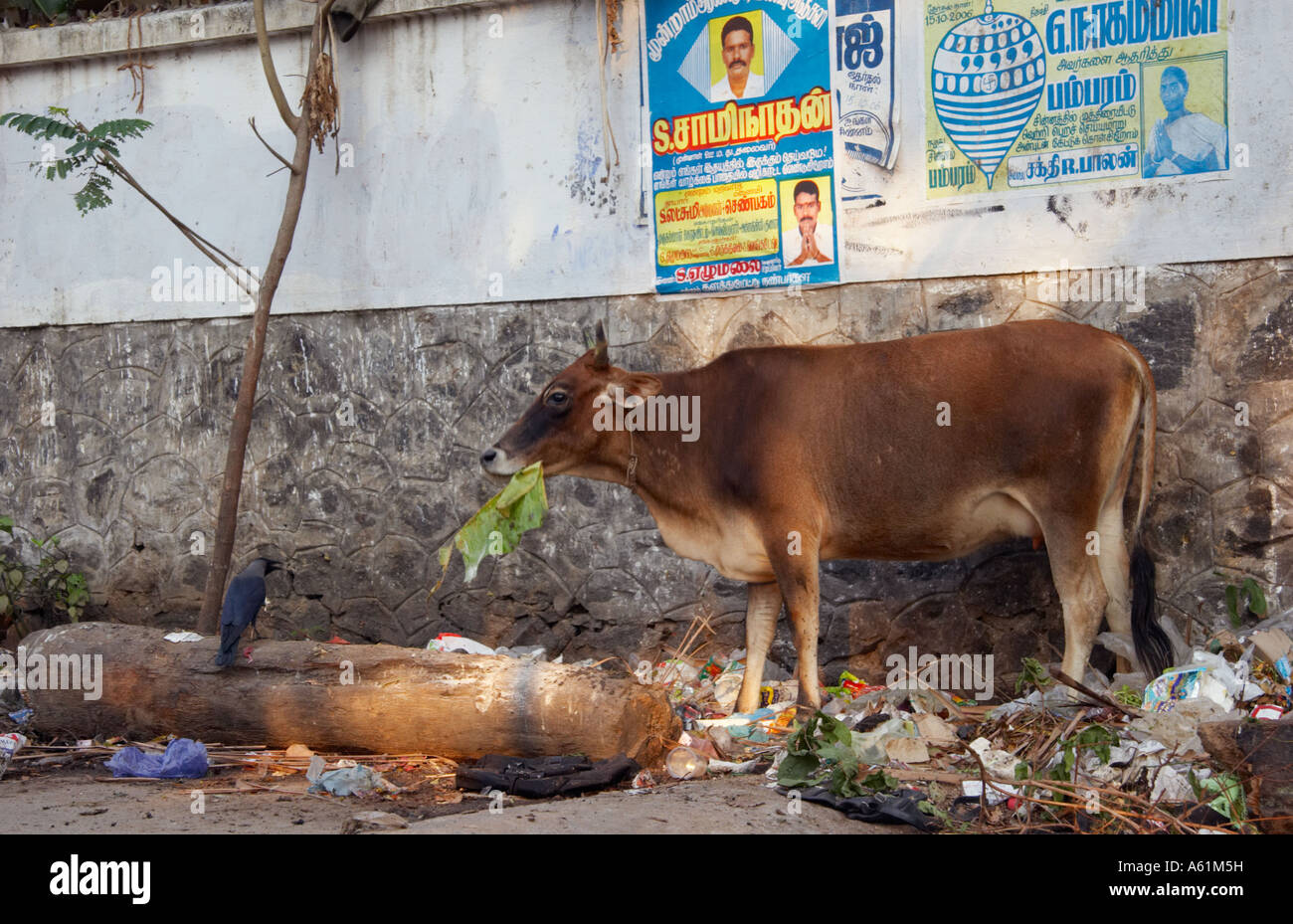 Cow eating banana hi-res stock photography and images - Alamy