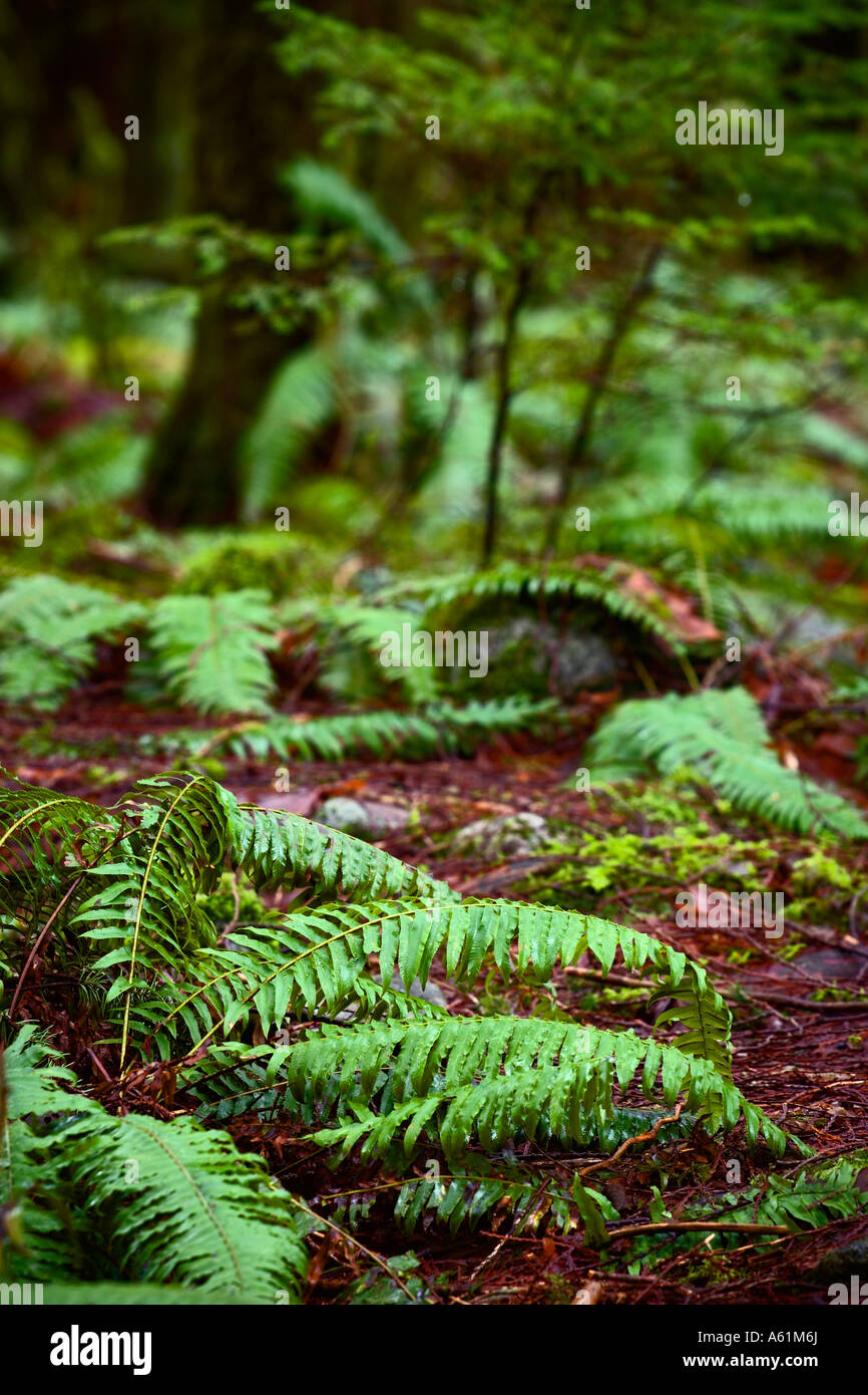 ferns in a north Vancouver forest Stock Photo - Alamy
