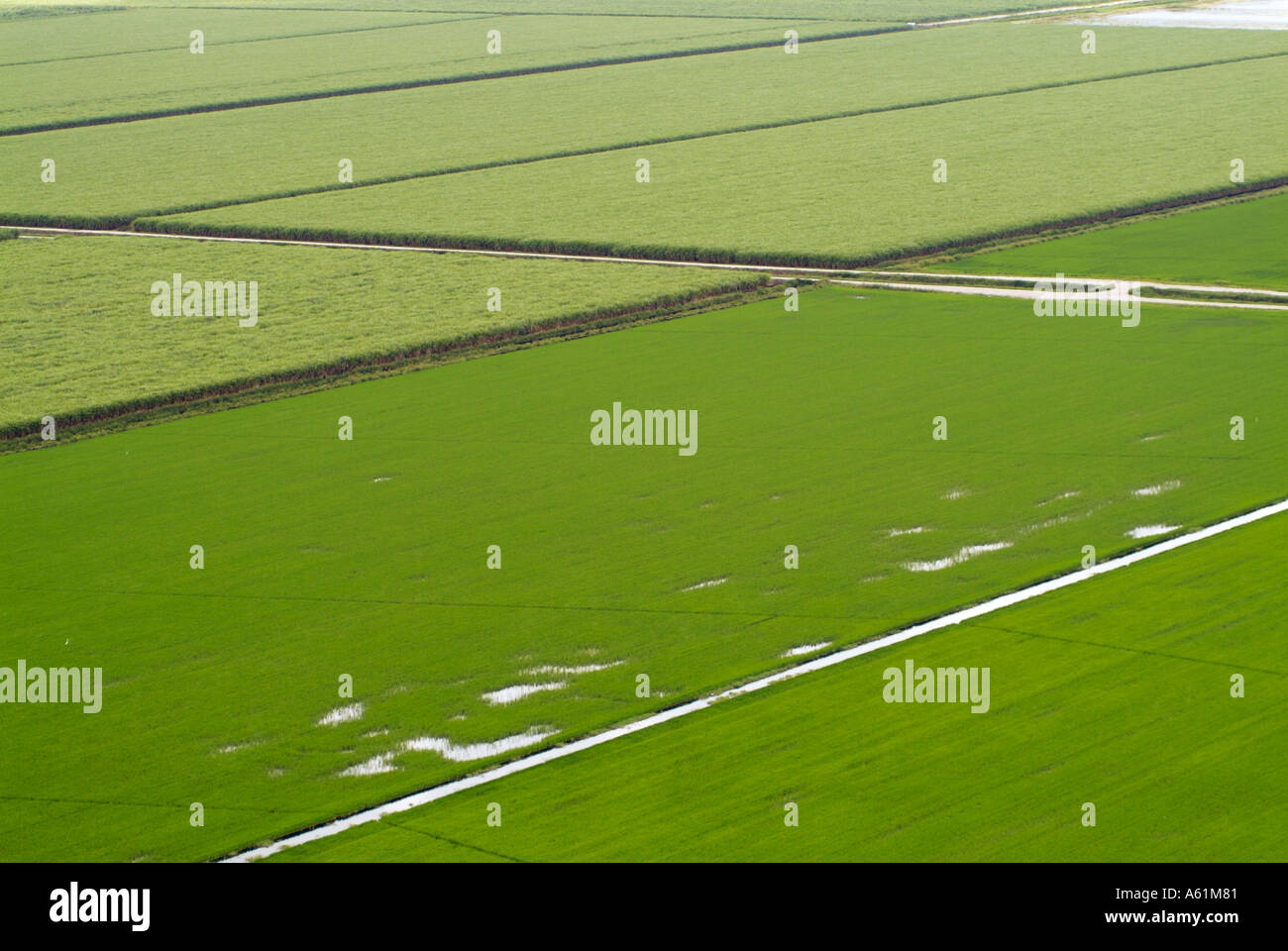 Florida sugarcane hi-res stock photography and images - Alamy