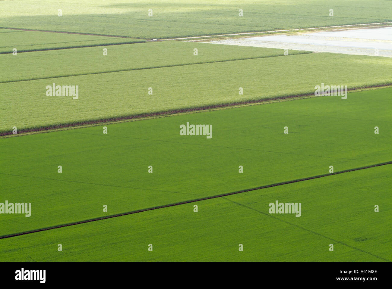 sugar cane fields agricultural agriculture farms farming fields Florida ...