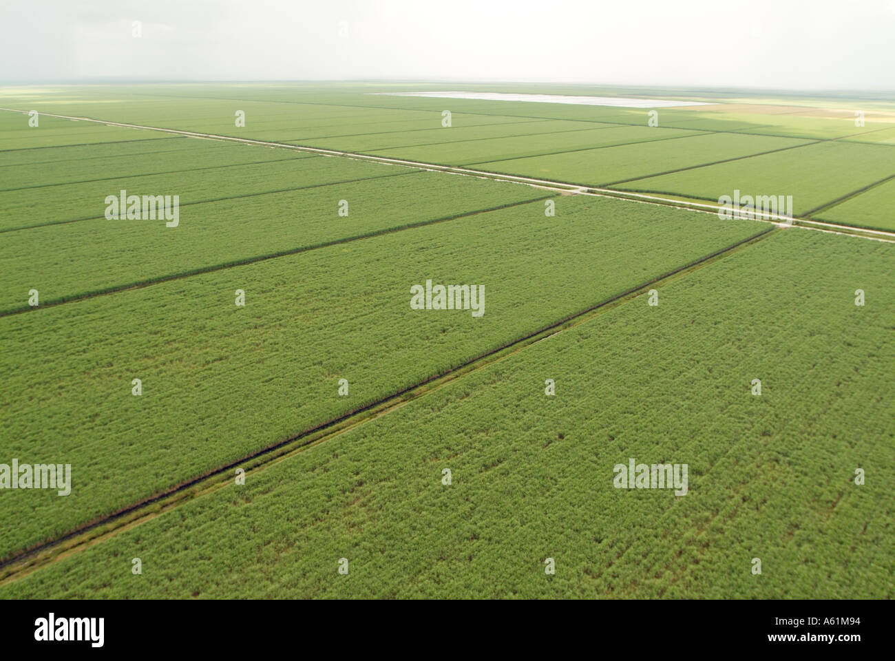 sugar cane fields agricultural agriculture farms farming fields Florida ...