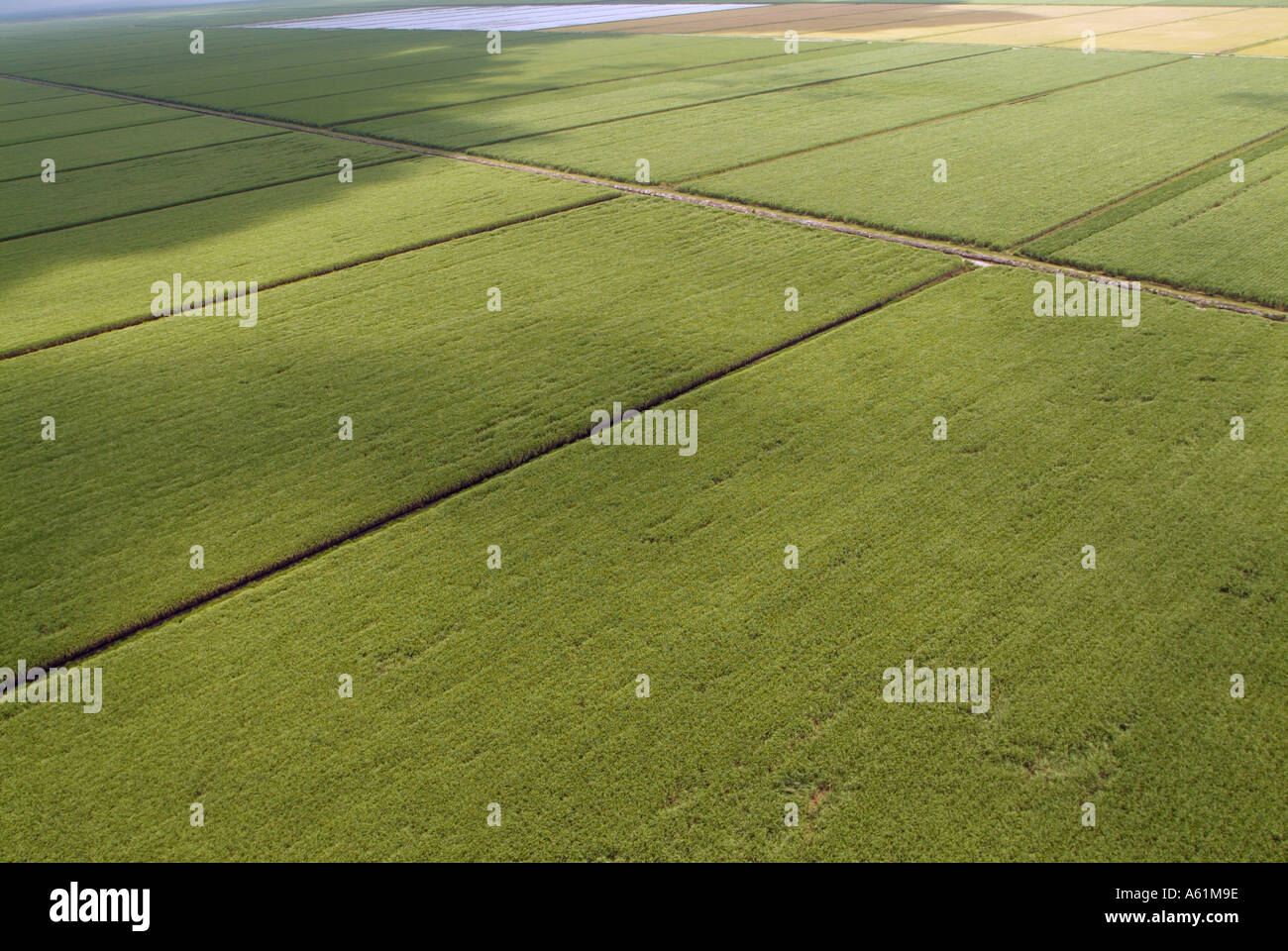 sugar cane fields agricultural agriculture farms farming fields Florida ...