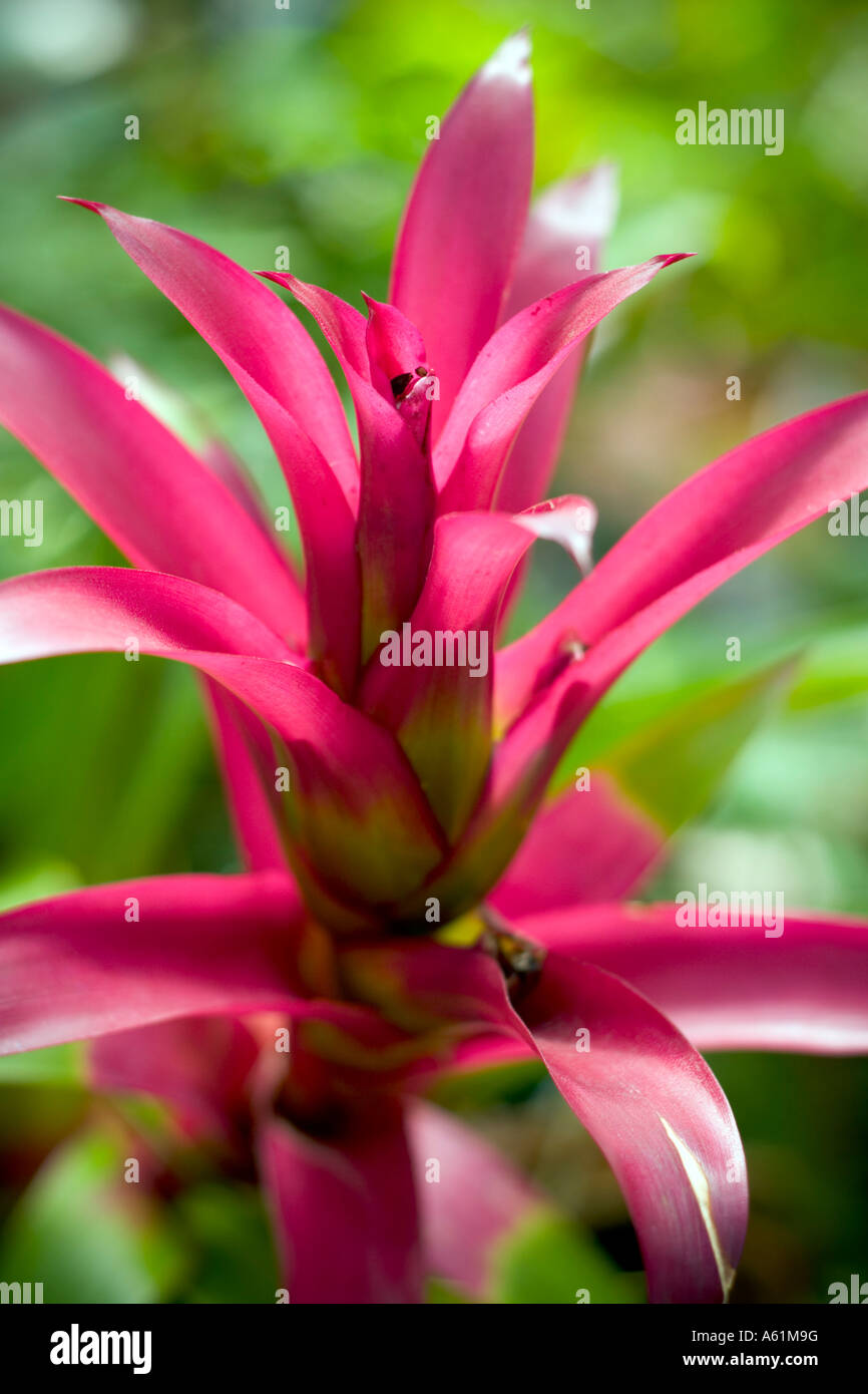 bromeliad pink flower on green background Stock Photo - Alamy