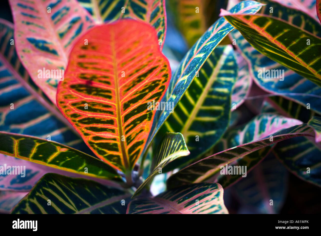 croton houseplant leaves codiaeum variegatum pictum Stock Photo - Alamy