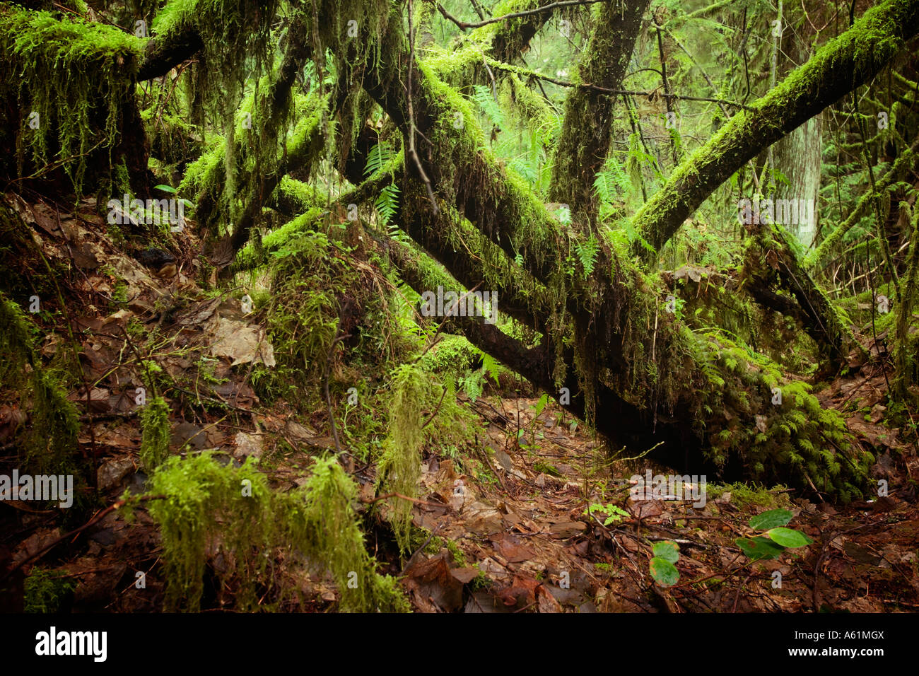 humid forest with trees covered with moss in a Vancouver s north shore ...