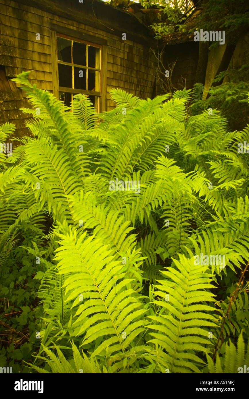 old house behind green ferns Stock Photo - Alamy