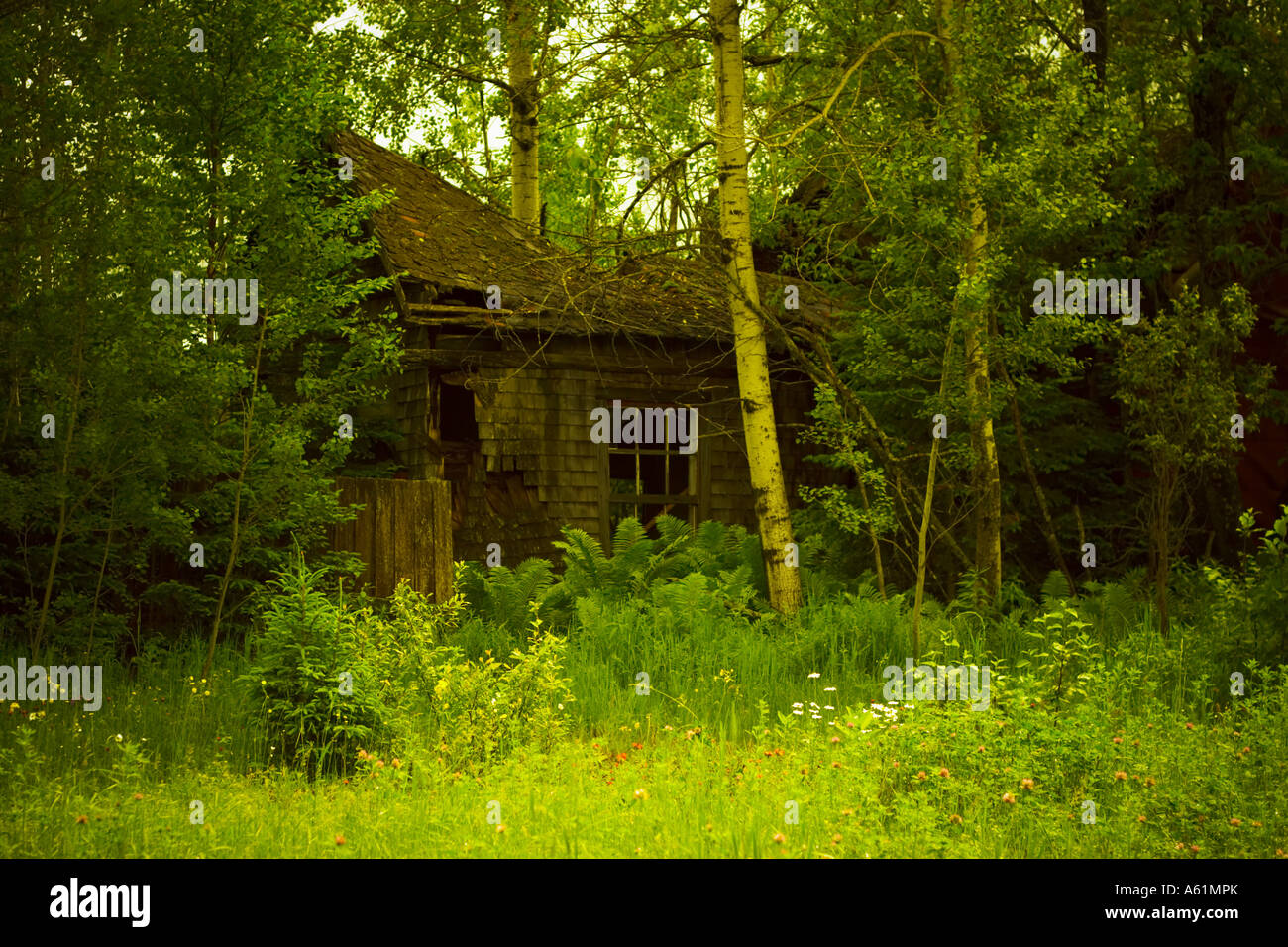 Abandoned house in woods ferns hi-res stock photography and images - Alamy