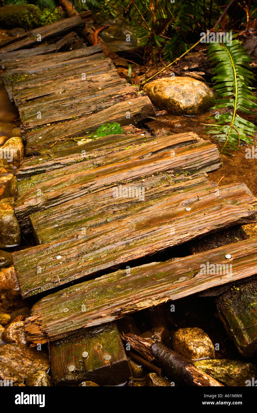 wooden path in a North Vancouver forest Stock Photo - Alamy