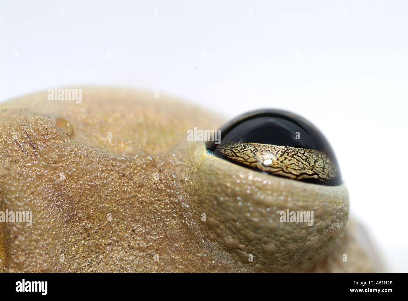 frog eye close up amphibians frogs eyeballs macro Stock Photo - Alamy