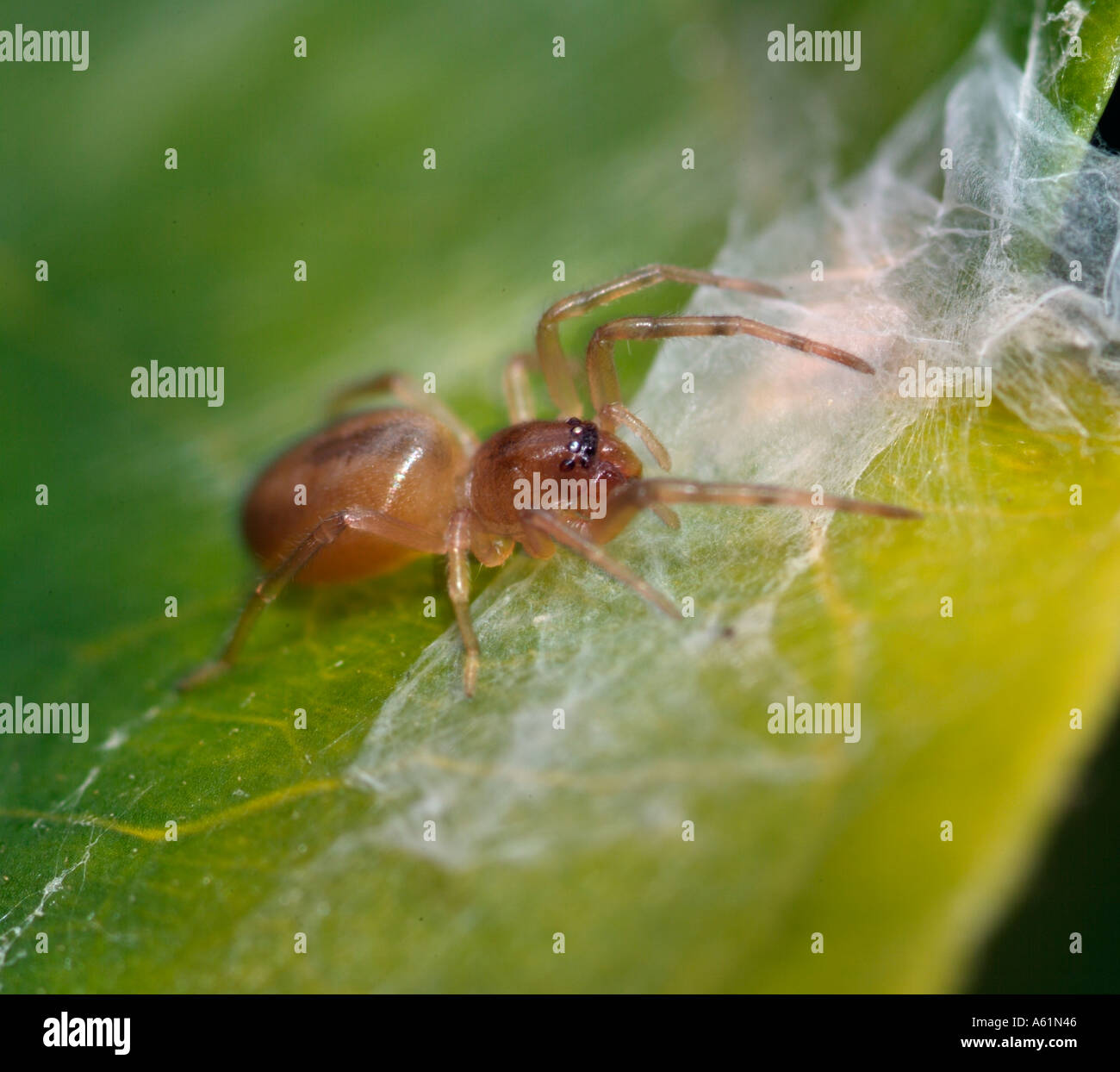 web spider insects bugs Stock Photo - Alamy