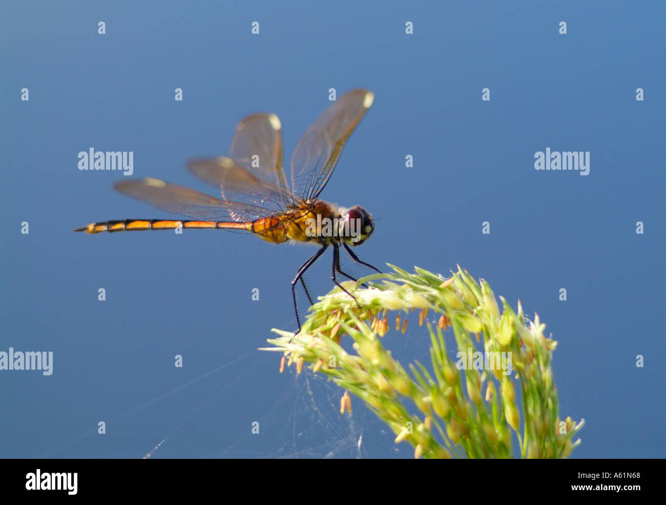 dragonfly dragonflies insects bugs Stock Photo - Alamy