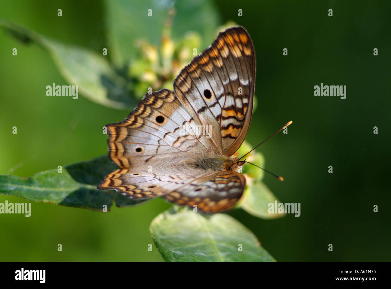 white peacock Anartia jatrophae butterflies butterfly insects bugs ...