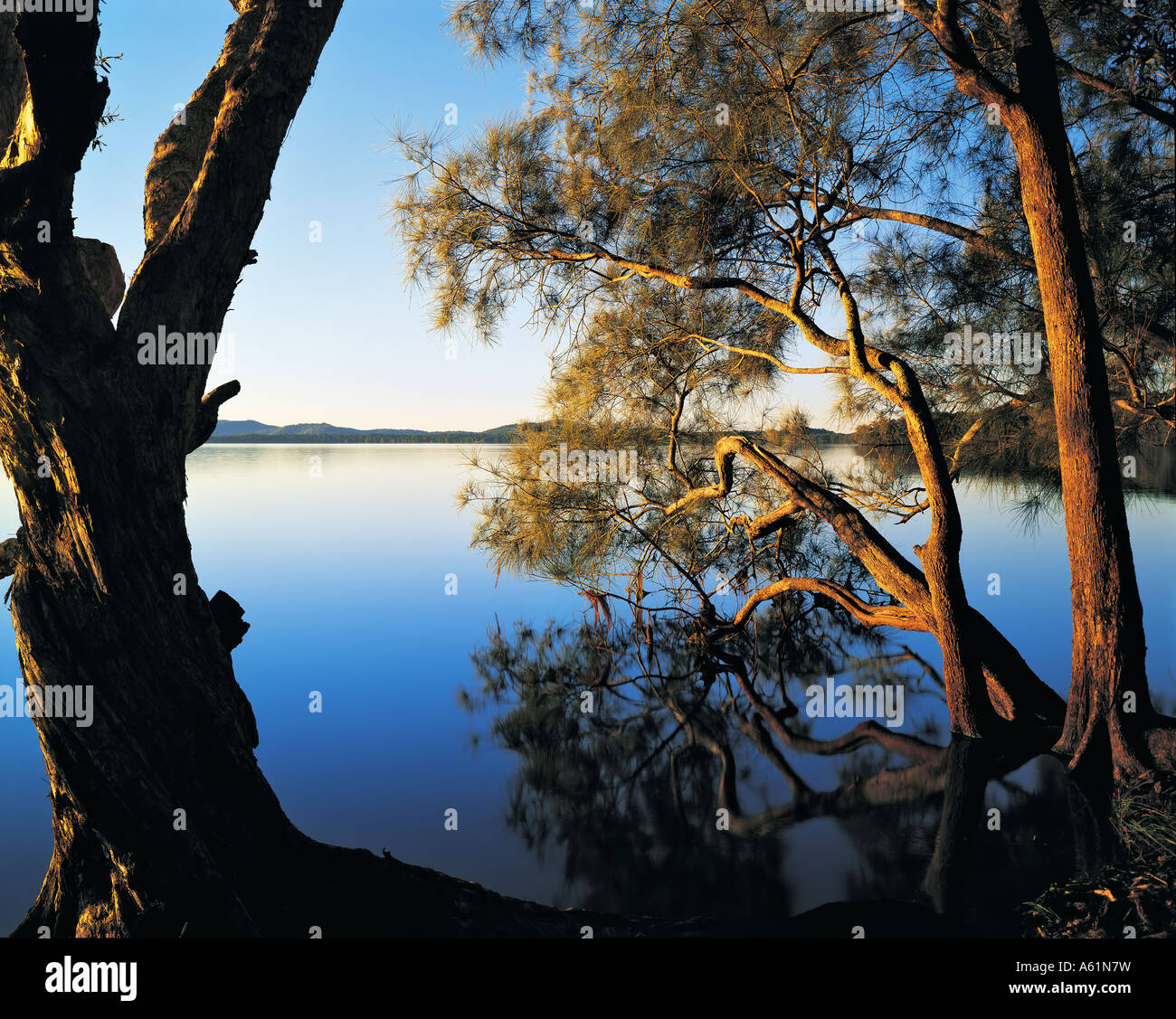 Sunset on paperbark trees at The Broadwater Myall Lakes National Park ...