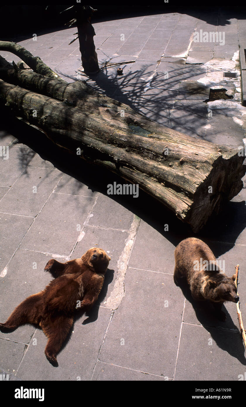 Life in Switzerland beautiful brown bears the symbol of Switzerland ...