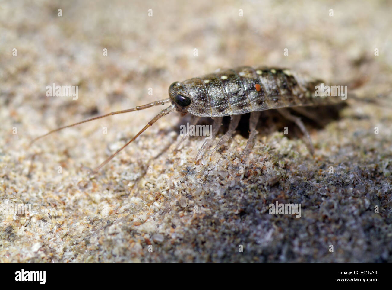 Western sea roach Ligia occidentalis crustacea Stock Photo - Alamy