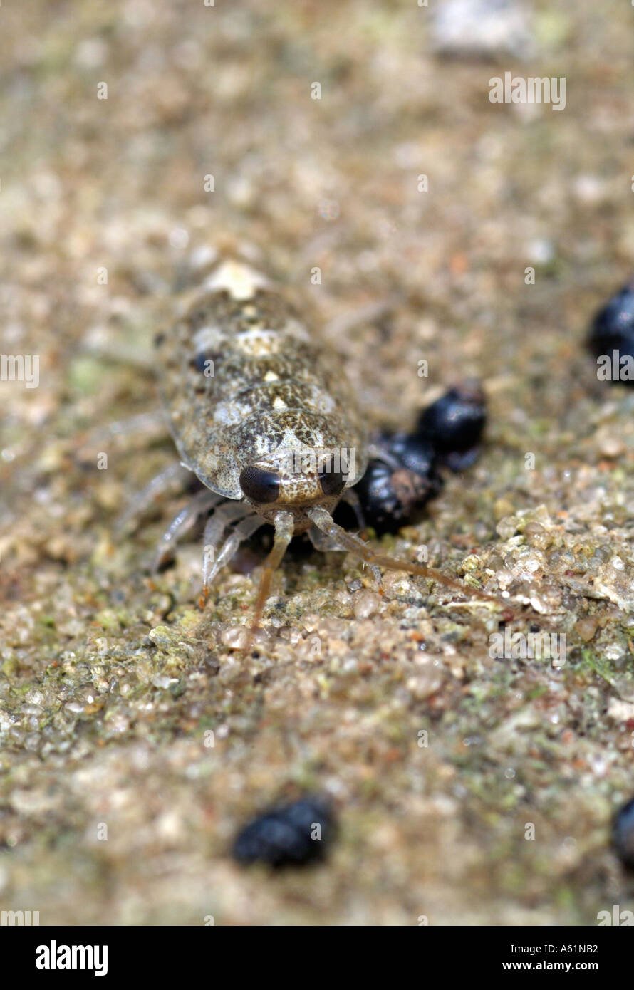 Ligia hi-res stock photography and images - Alamy