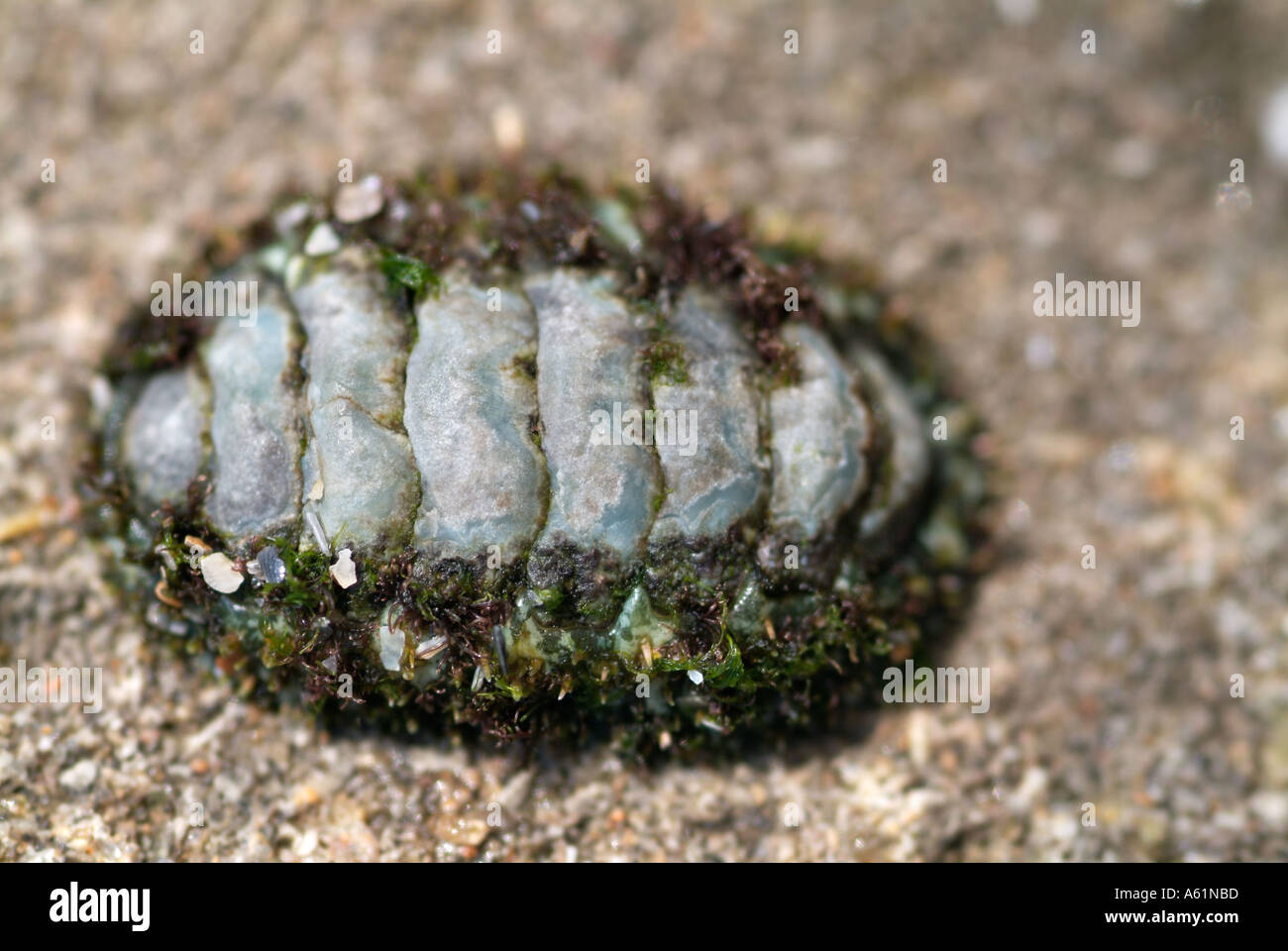 Chiton hi-res stock photography and images - Alamy