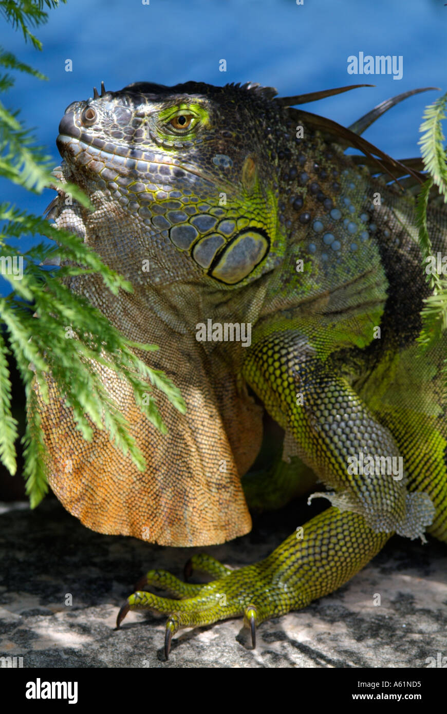 iguana lizards iguanas dewlap subtympanic shield tuberculate scales ...
