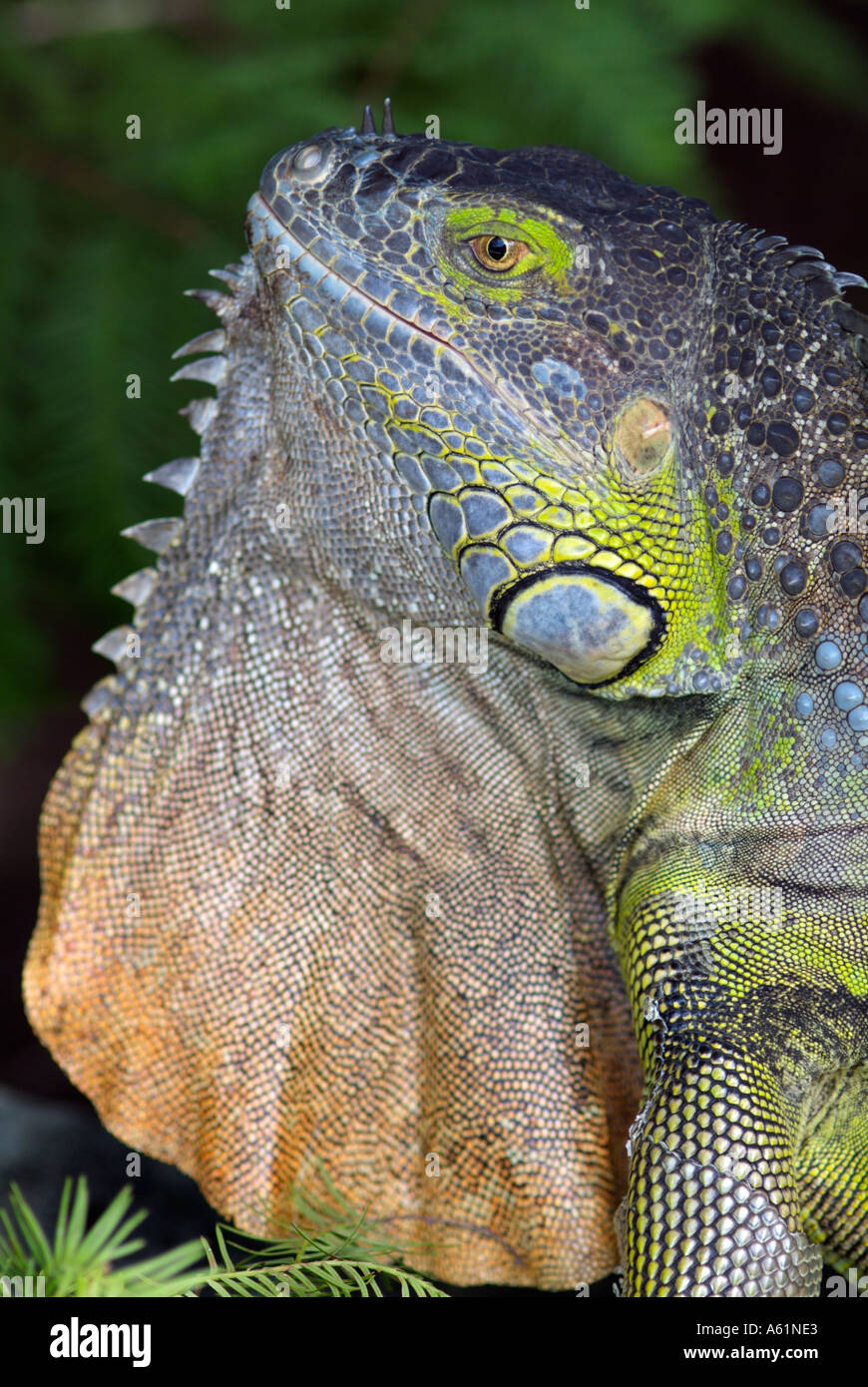 Subtympanic shield hi-res stock photography and images - Alamy