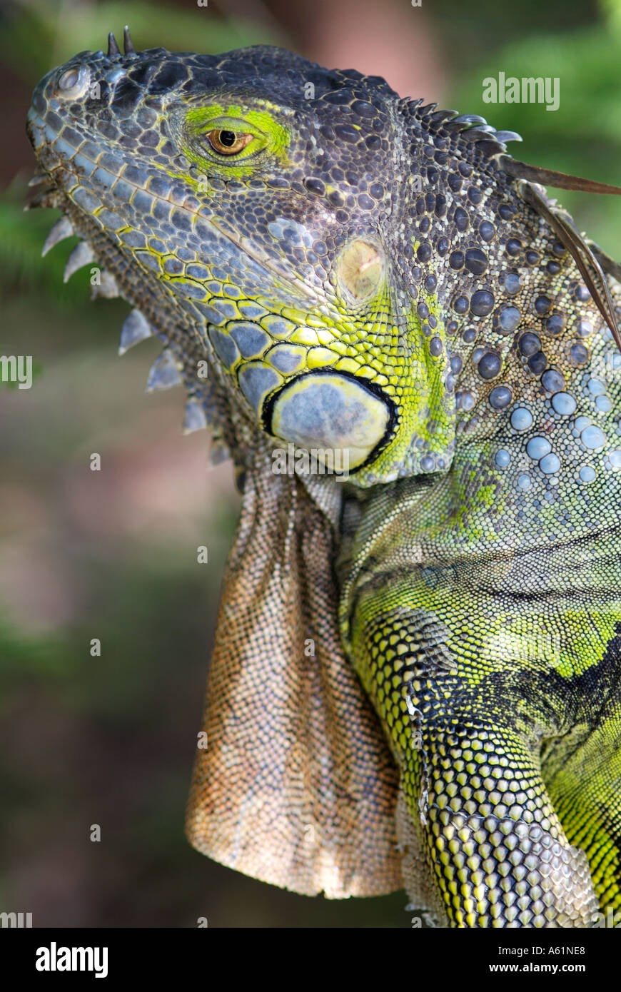 iguana lizards iguanas dewlap subtympanic shield tuberculate scales ...