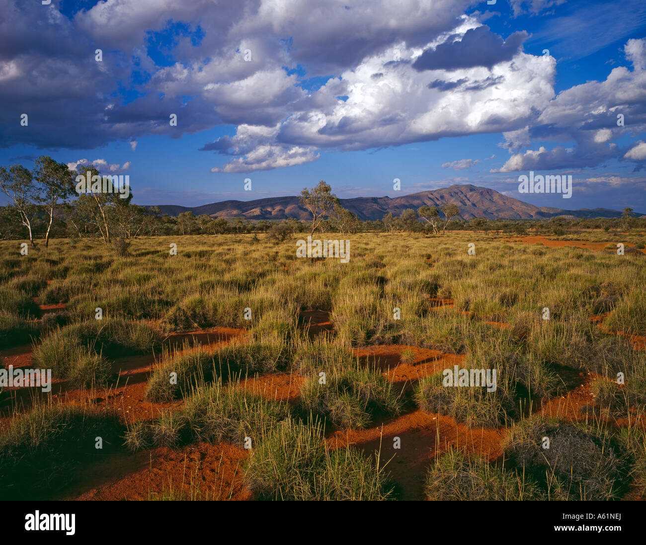 Mt Sonder and spinifex grass landscape West Macdonnell Ranges National ...