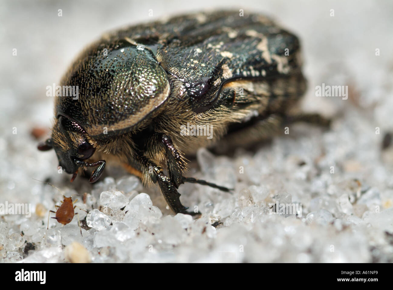 beetles insects bugs Stock Photo - Alamy
