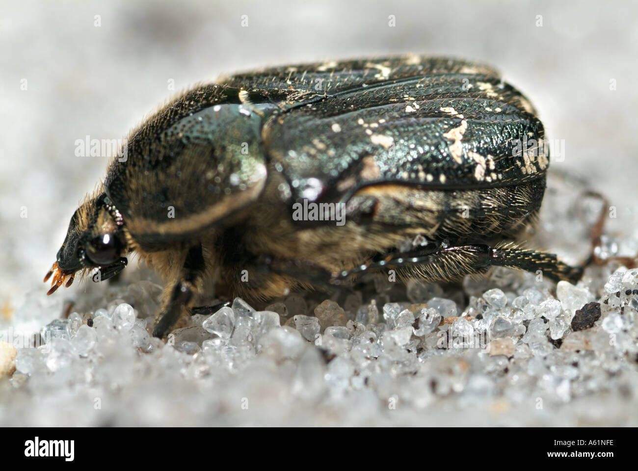beetles insects bugs Stock Photo - Alamy