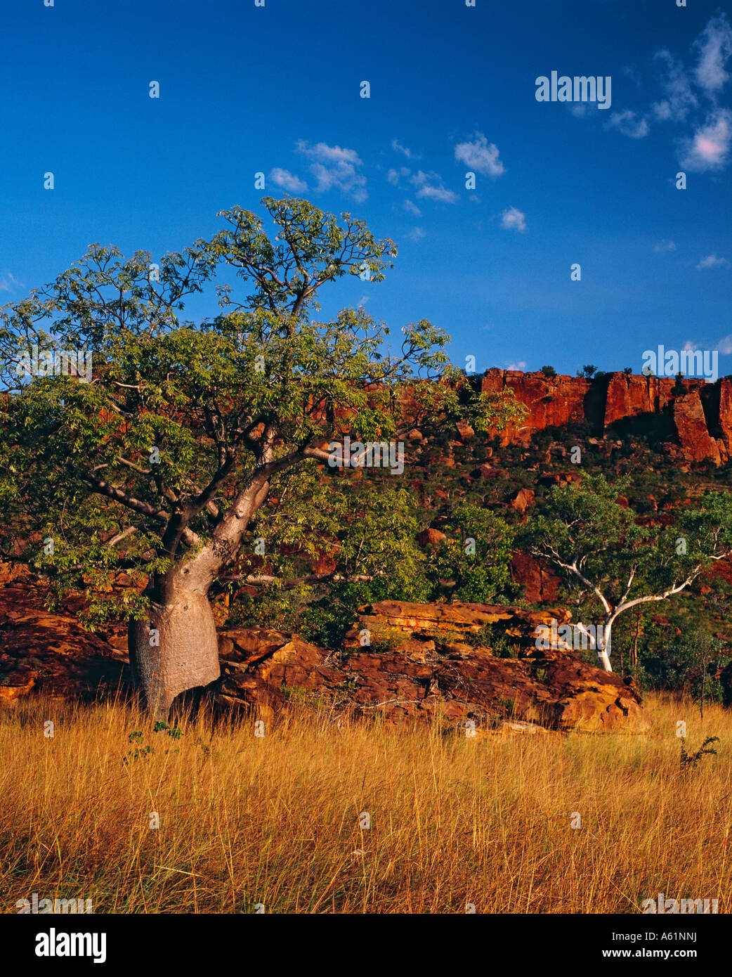 Boab tree Adansonia gregorii and orange cliffs at sunset on the ...