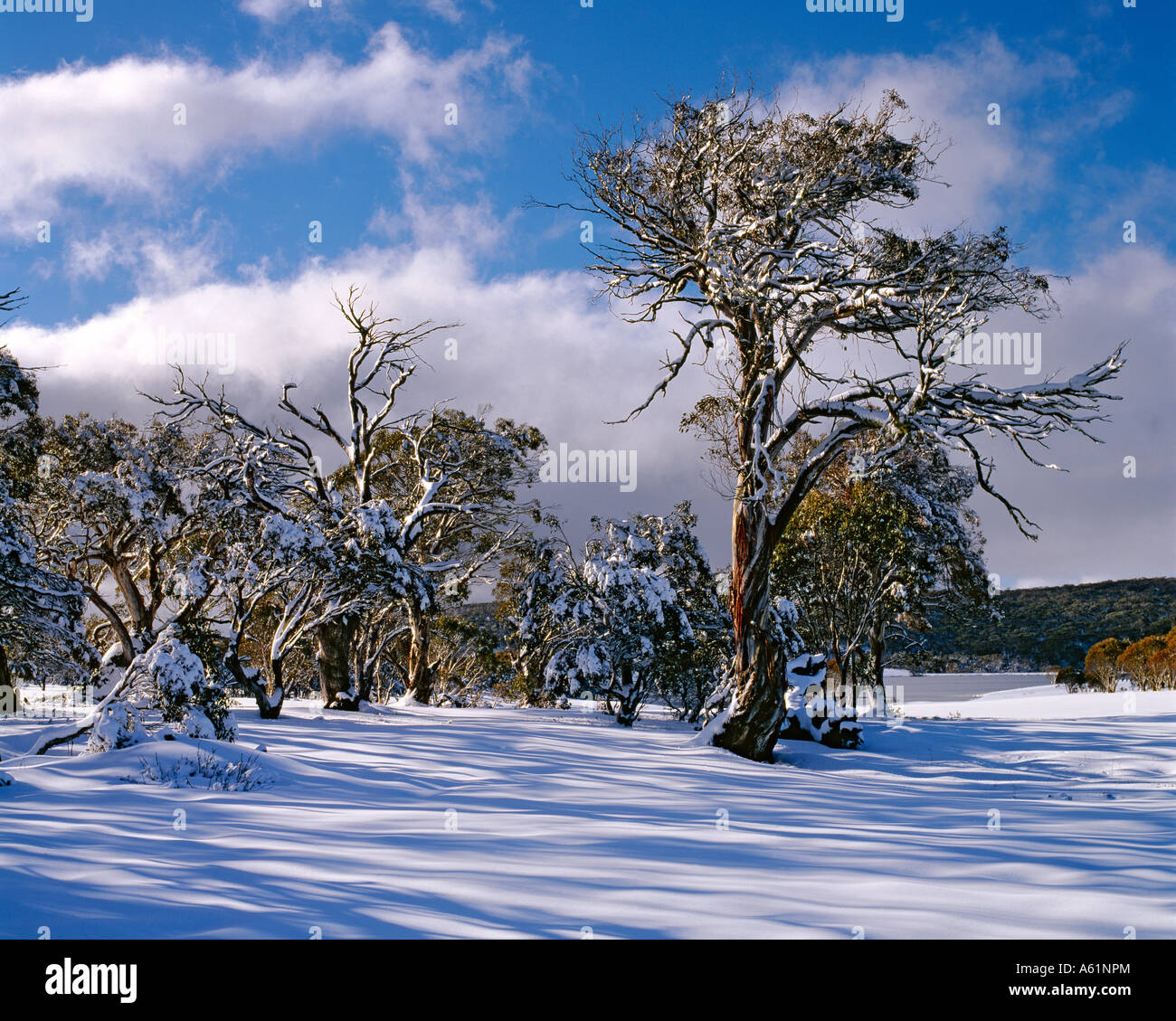 Snow gums Eucalyptus pauciflora near Mount Selwyn in the Snowy ...