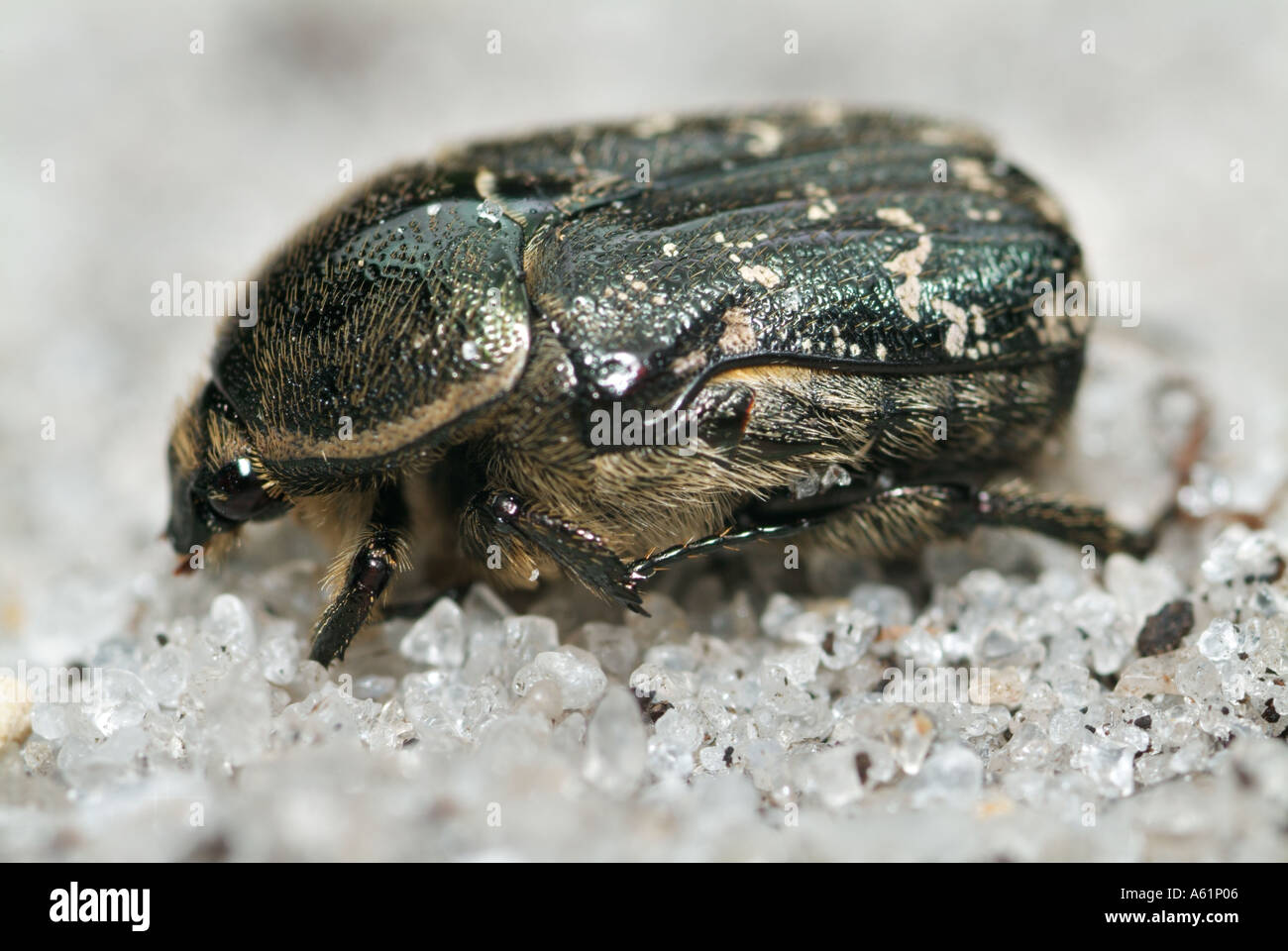 beetles insects bugs Stock Photo - Alamy