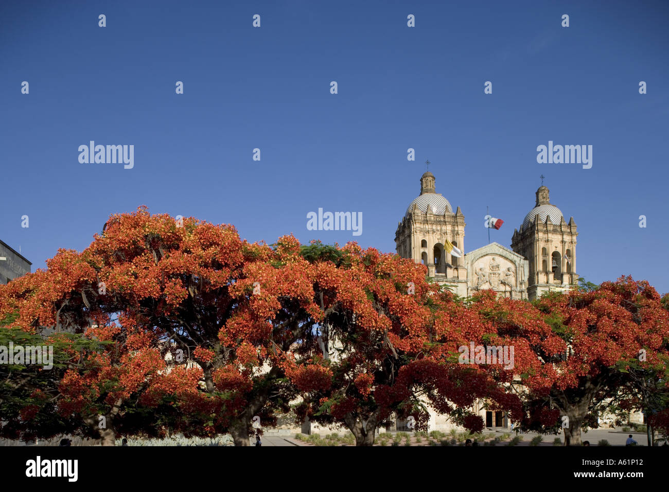 Mexico Oaxaca Setting sun lights flame trees and the Templo Santo ...