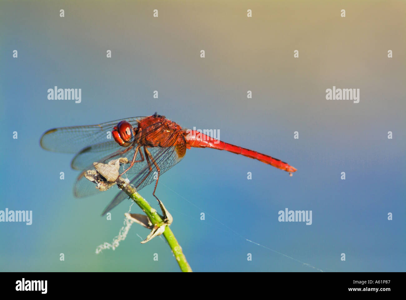 male scarlet skimmer dragonfly family Libellulidae dragonflies insects ...