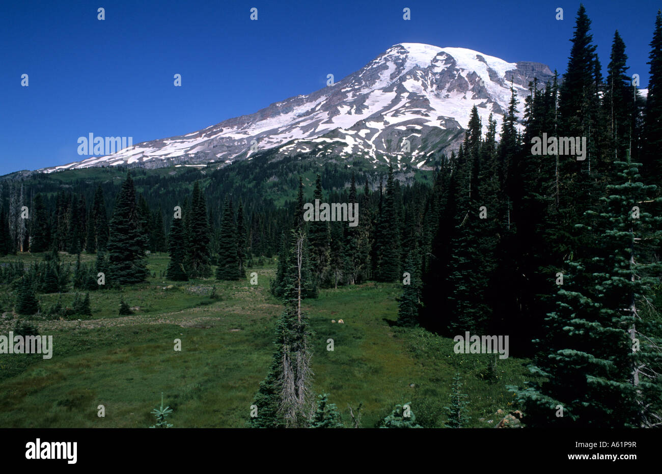 Beautiful Mt Rainier with snow caps in the Pacific Northwest below the ...