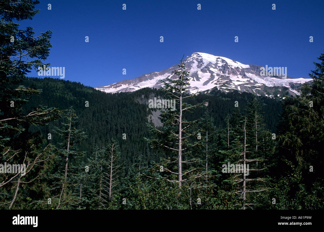 Beautiful Mt Rainier with snow caps in the Pacific Northwest below the ...