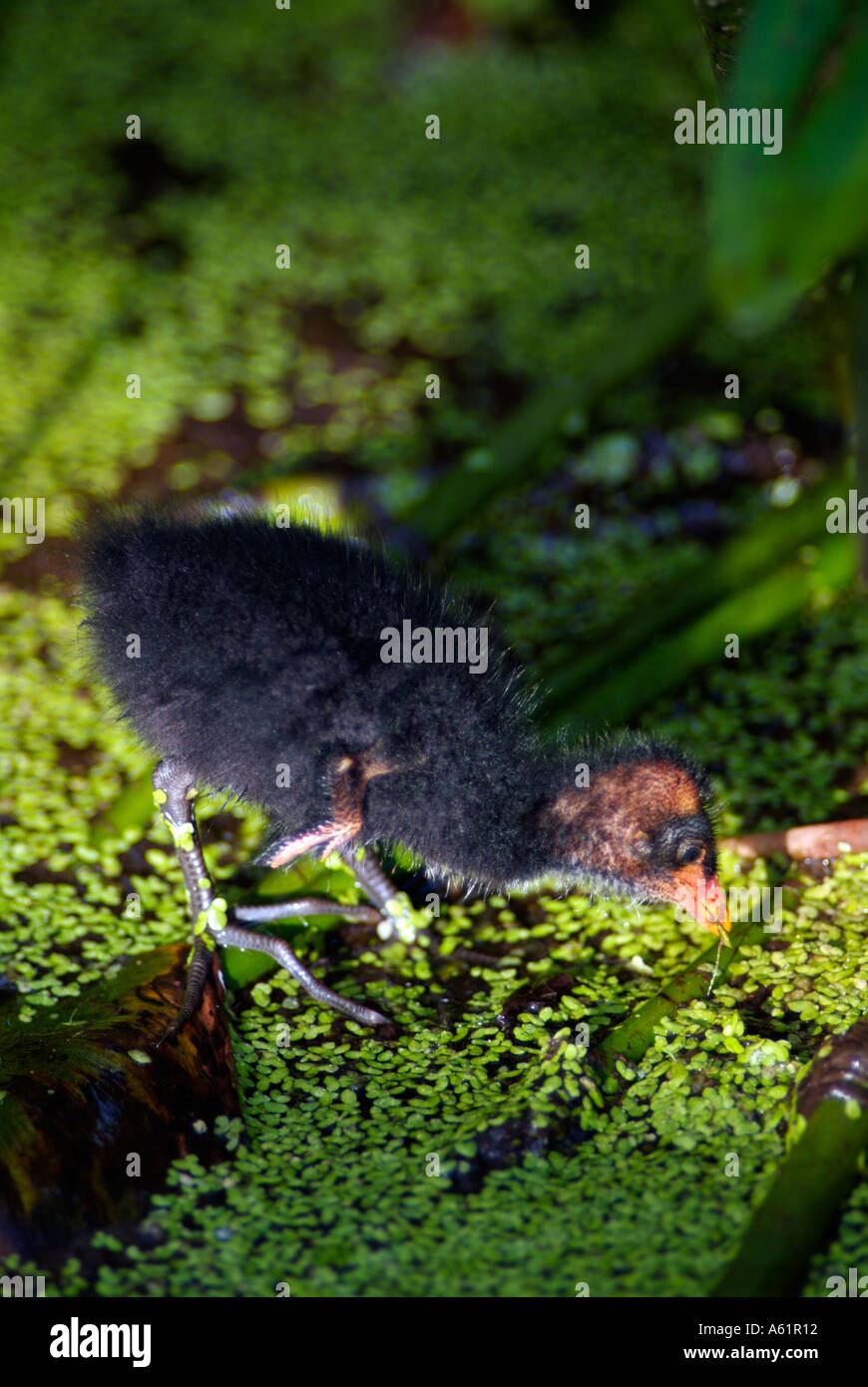 common moorhen Gallinula chloropus juvenile immature baby birds babies ...
