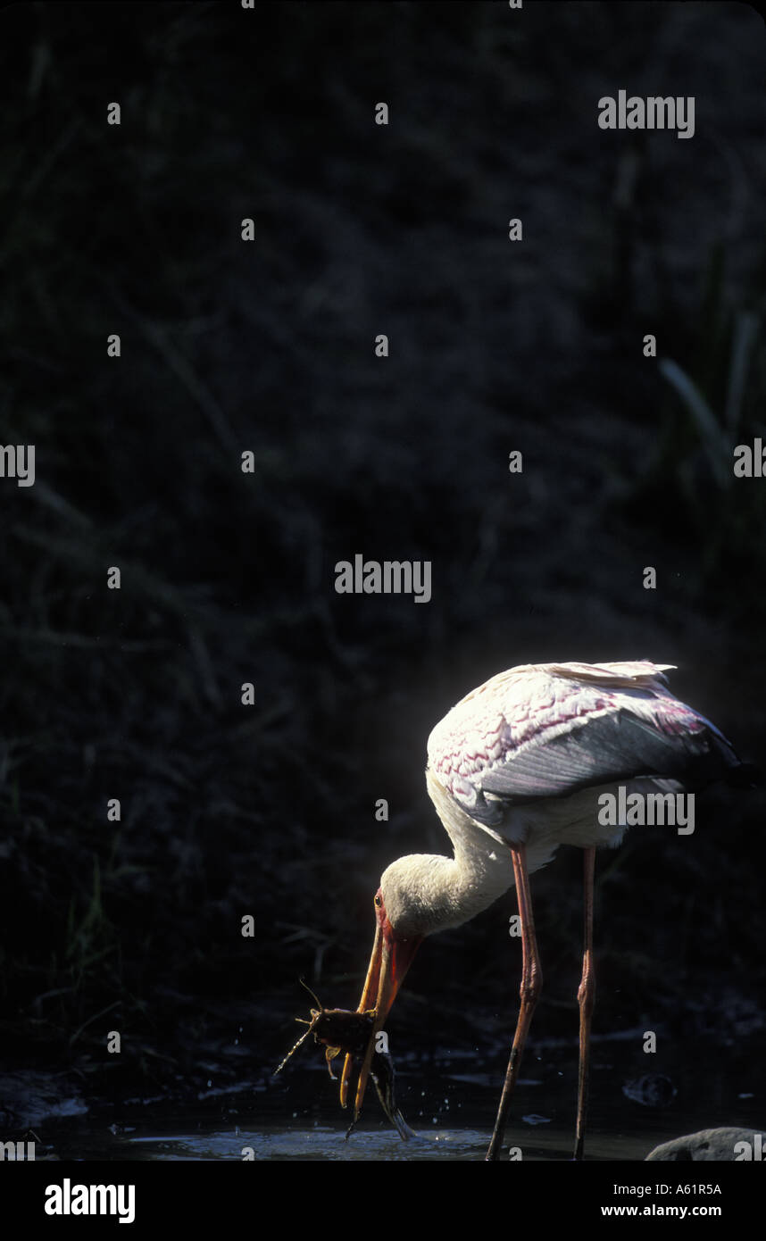 Africa Kenya Masai Mara Game Reserve African Spoonbill Platalea alba ...