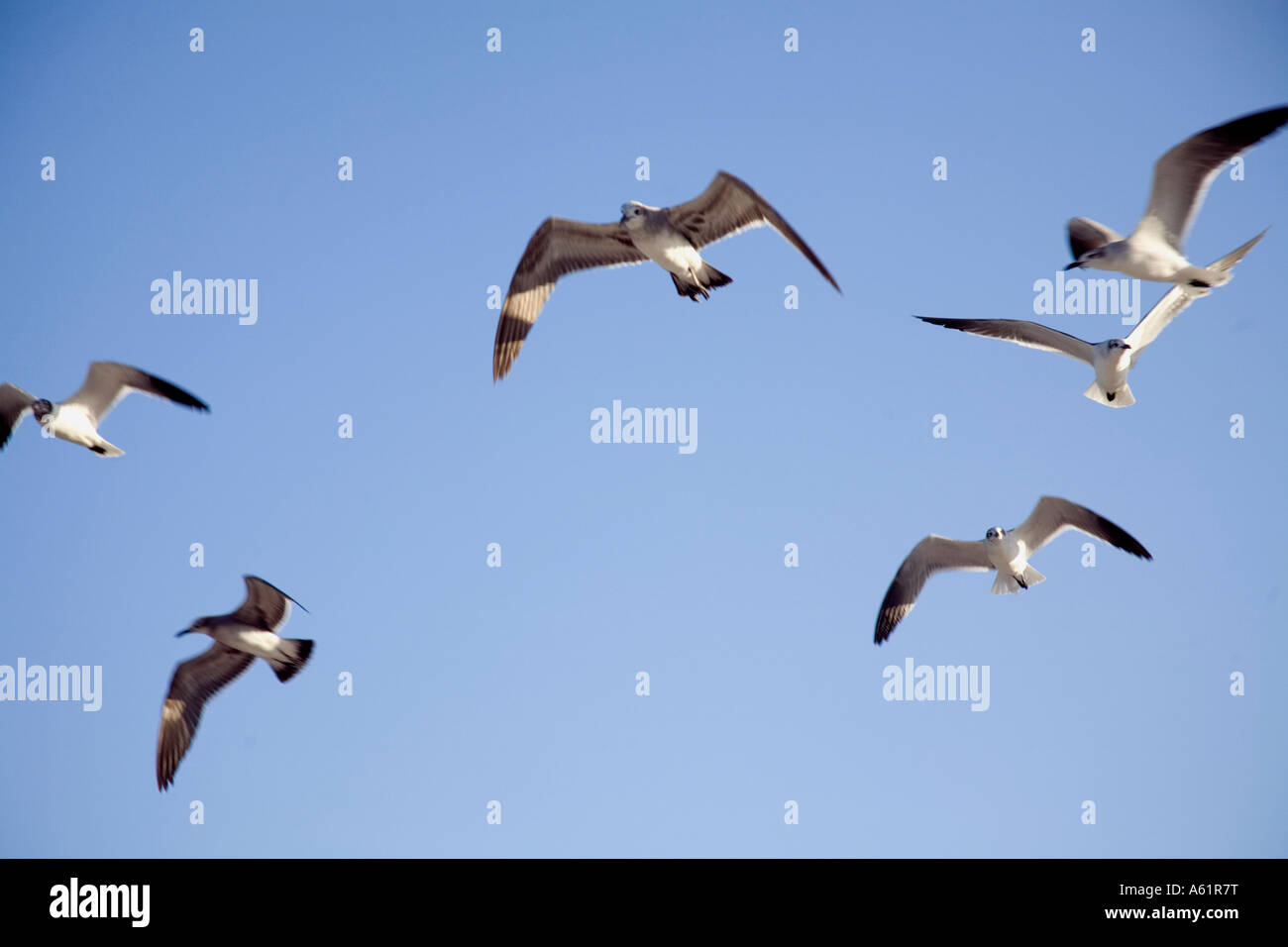 Seagulls Miami Beach Florida USA Stock Photo - Alamy