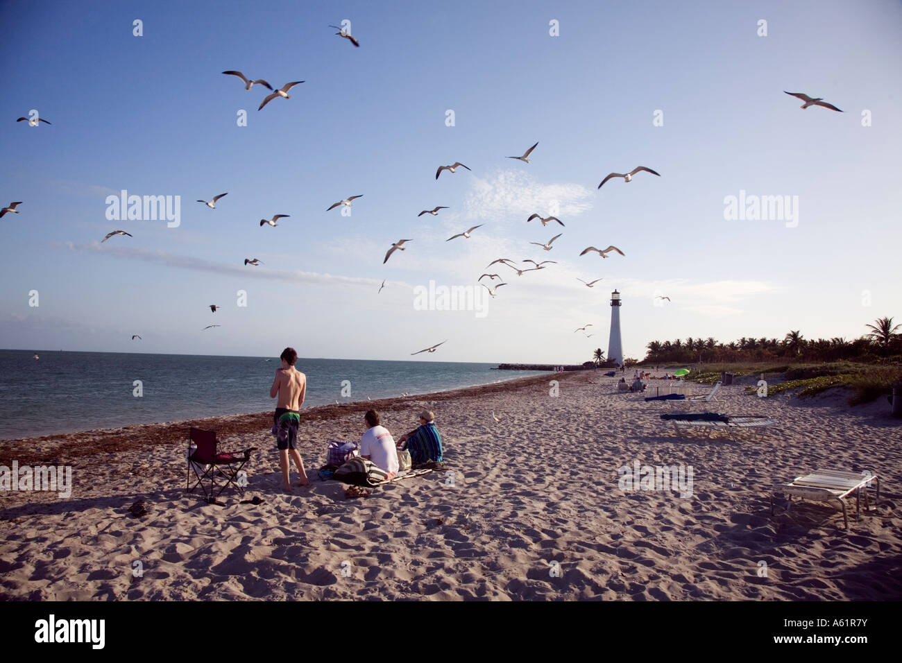 Miami Beach Florida USA seagull gull Stock Photo - Alamy