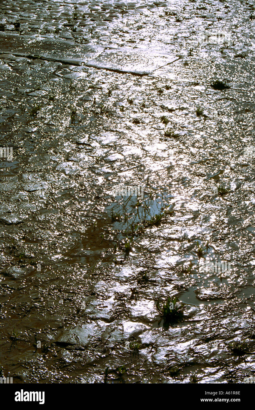 mud and puddle on path Stock Photo - Alamy