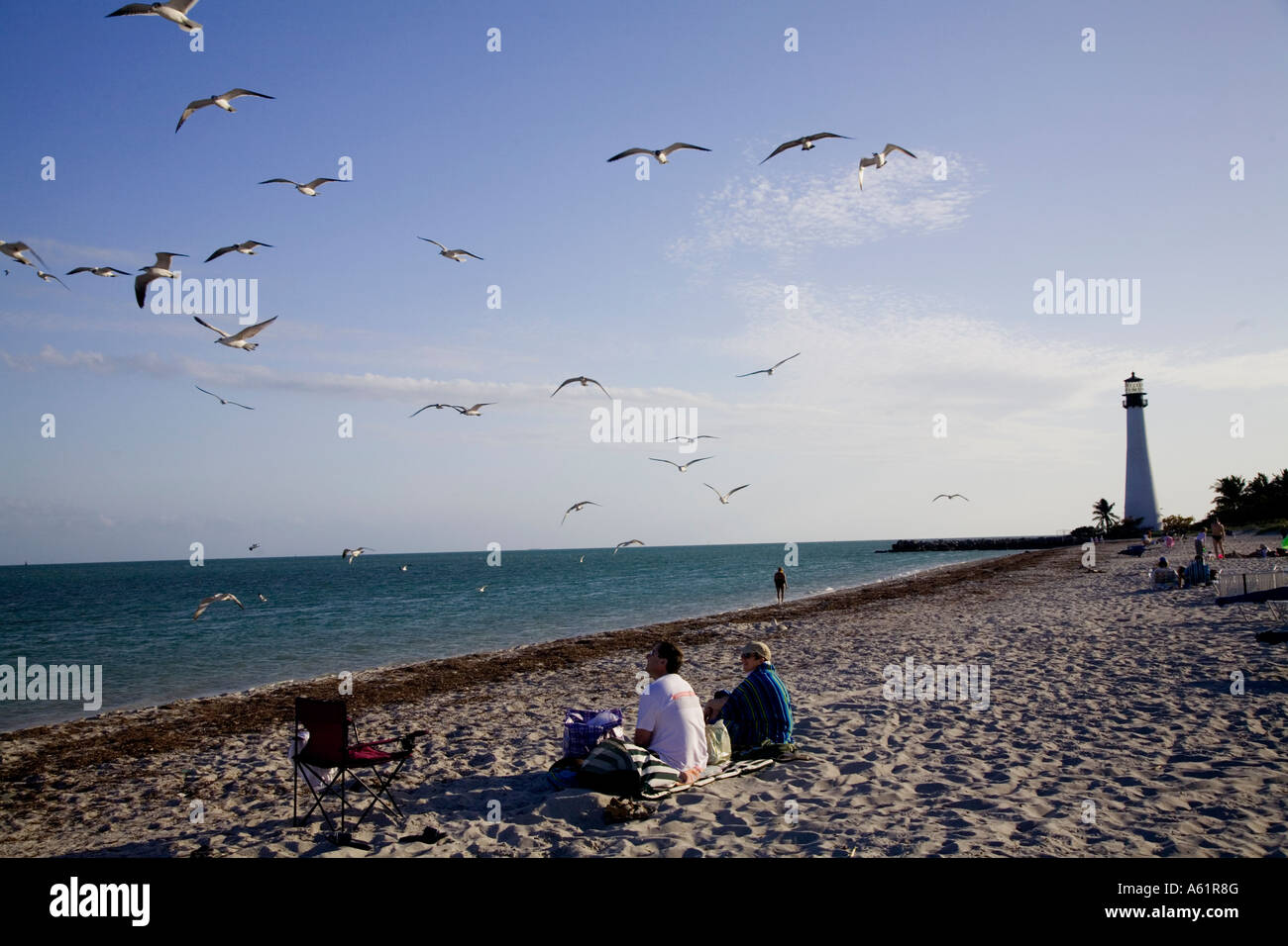 Miami Beach Florida USA seagull, gull Stock Photo - Alamy