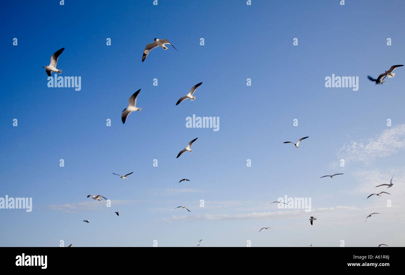 Seagulls Miami Beach Florida USA seashore seagull gull Stock Photo - Alamy