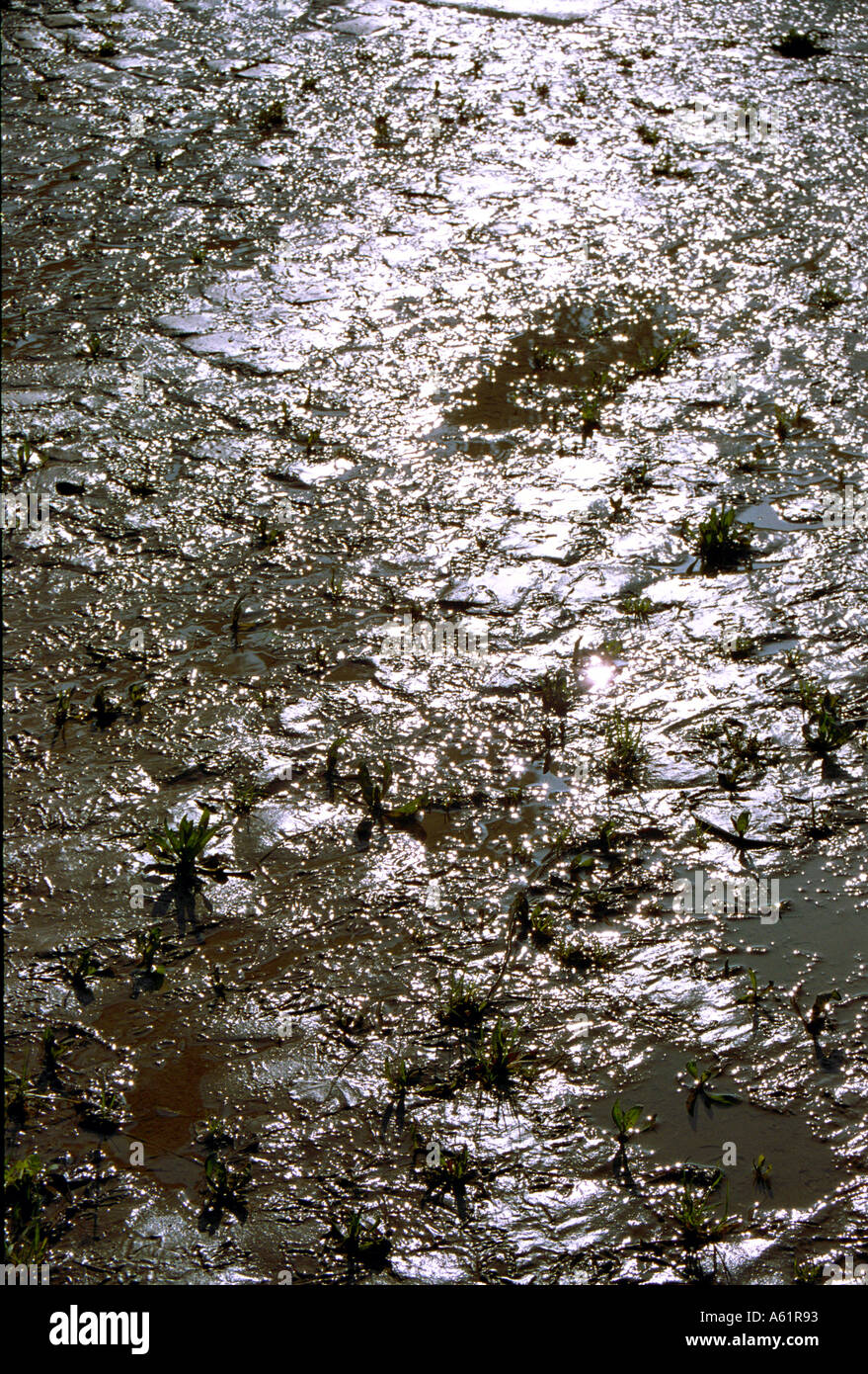 mud and puddle on path Stock Photo - Alamy