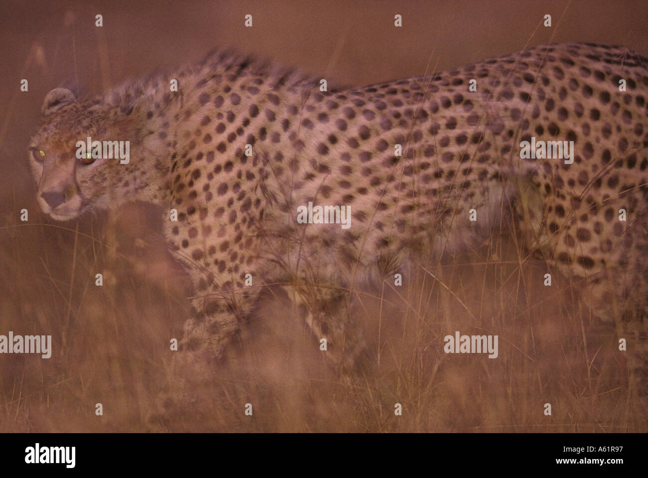Mad Cheetah High Resolution Stock Photography and Images - Alamy