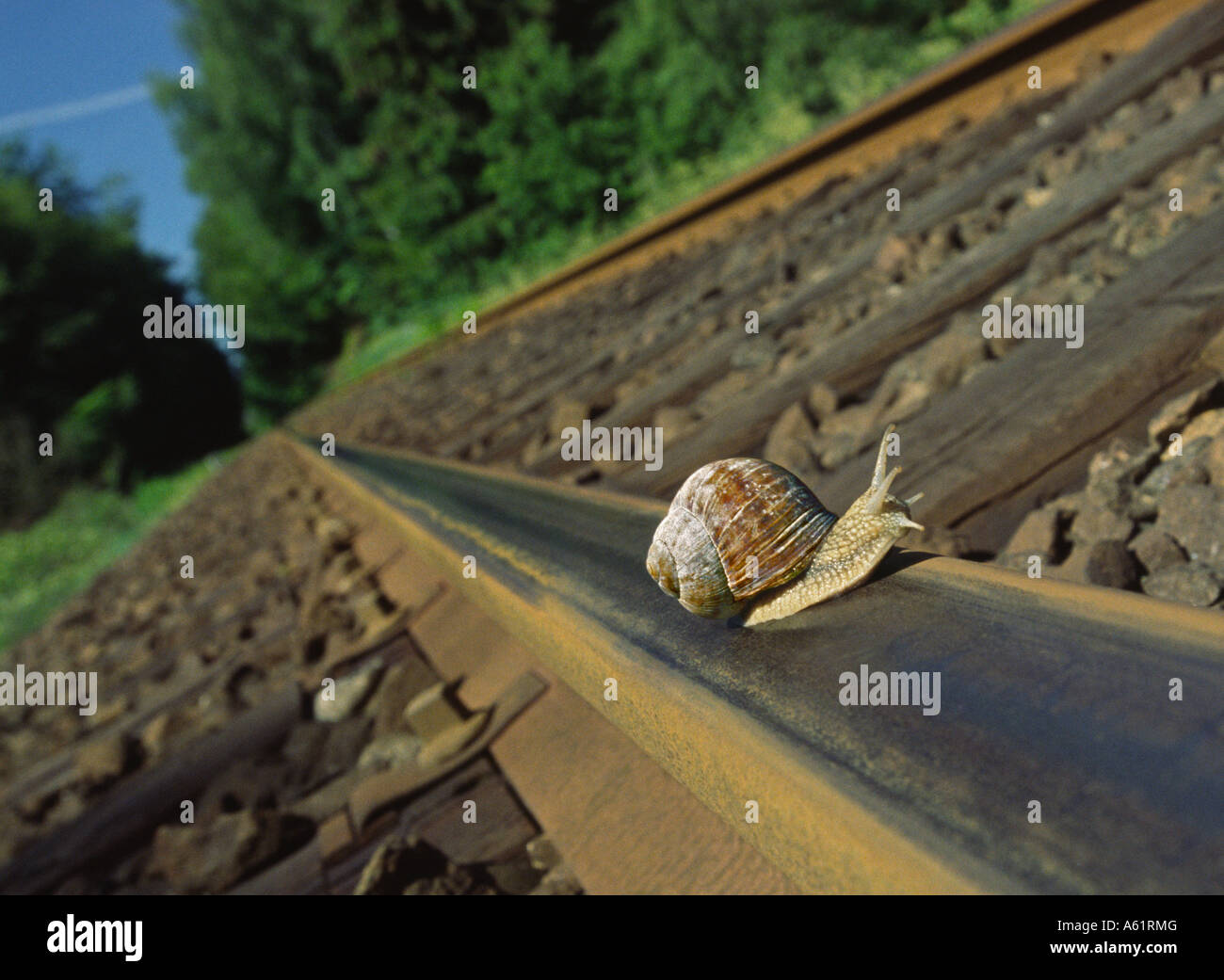 Snail on a railroad track Stock Photo - Alamy