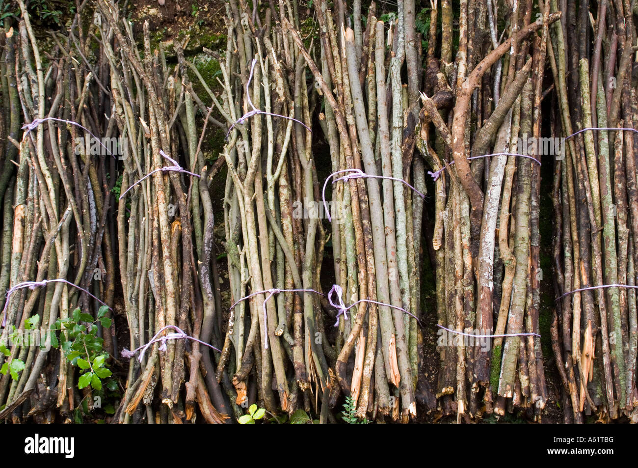 Bundles wood hi-res stock photography and images - Alamy