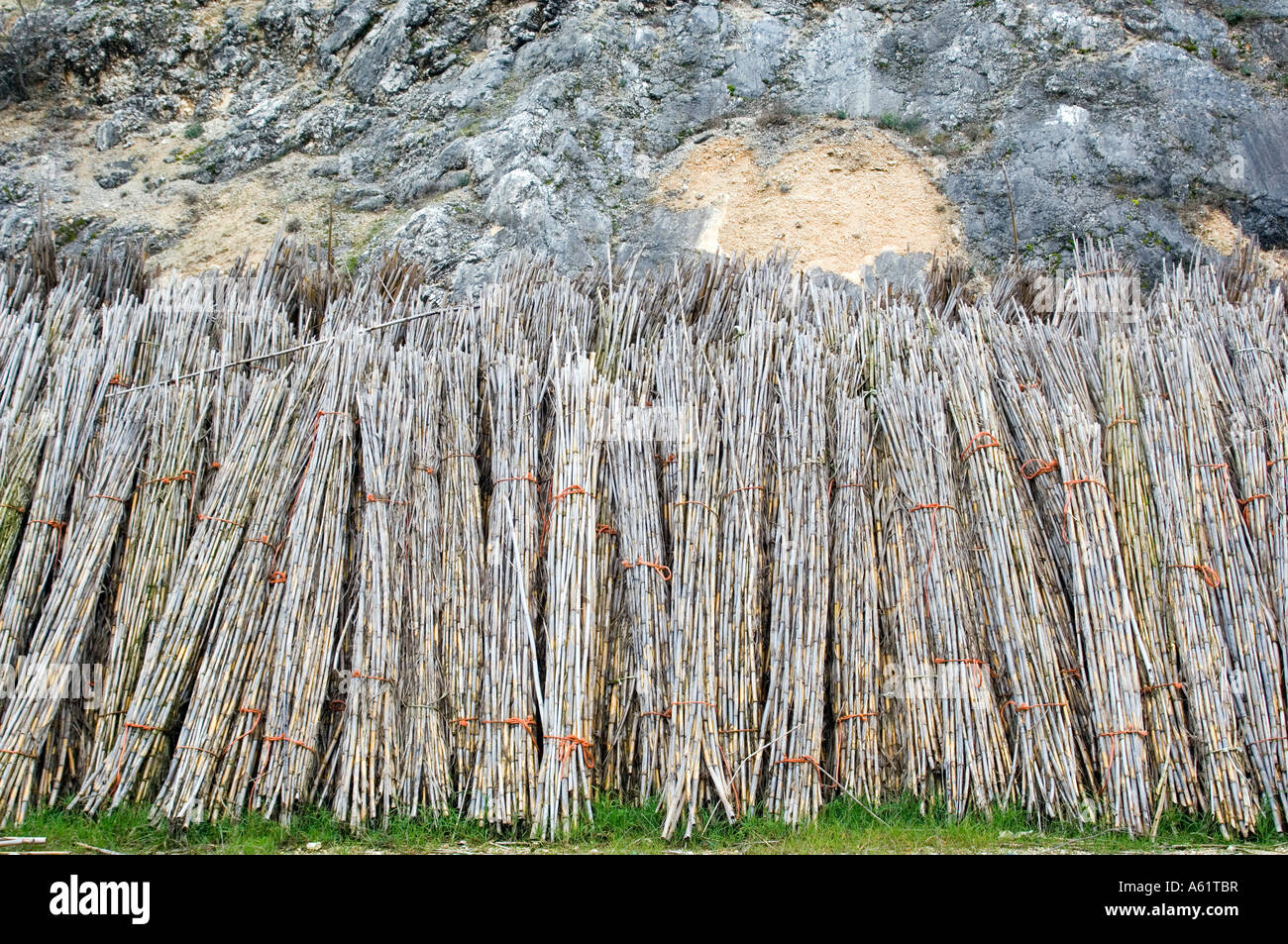 Reed sheaves hi-res stock photography and images - Alamy