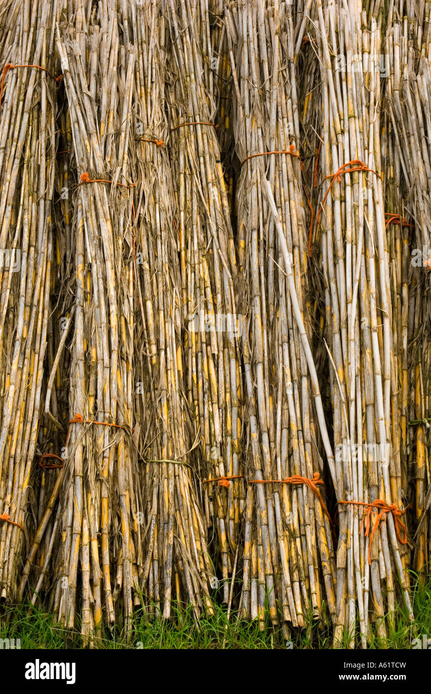 Reed sheaves hi-res stock photography and images - Alamy