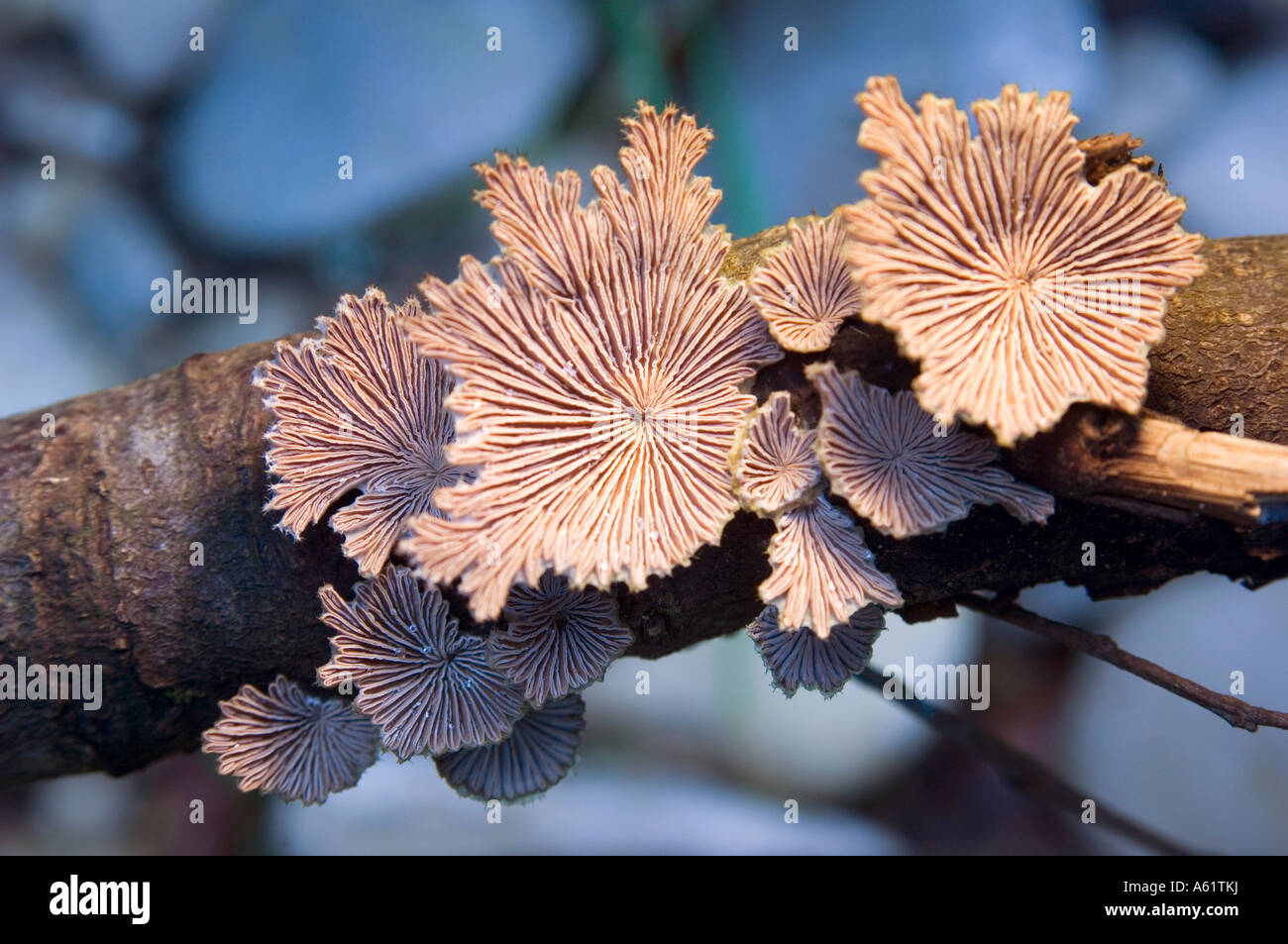 Schizophyllum hi-res stock photography and images - Alamy